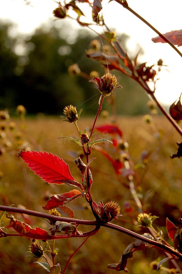Fall Time, Fields, Rural Landscape Stock Image - Image of city, country ...