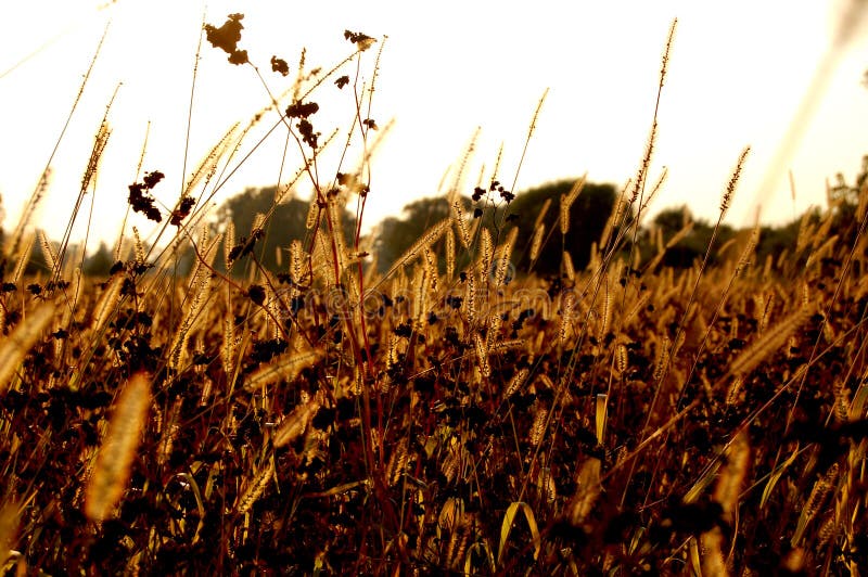 Fall Time, Fields, Rural Landscape Stock Photo - Image of history ...
