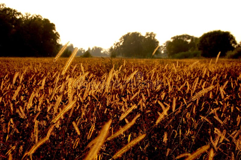 Fall Time, Fields, Rural Landscape Stock Image - Image of border, city ...