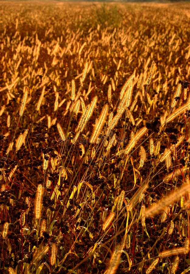 Fall Time, Fields, Rural Landscape Stock Photo - Image of forest ...