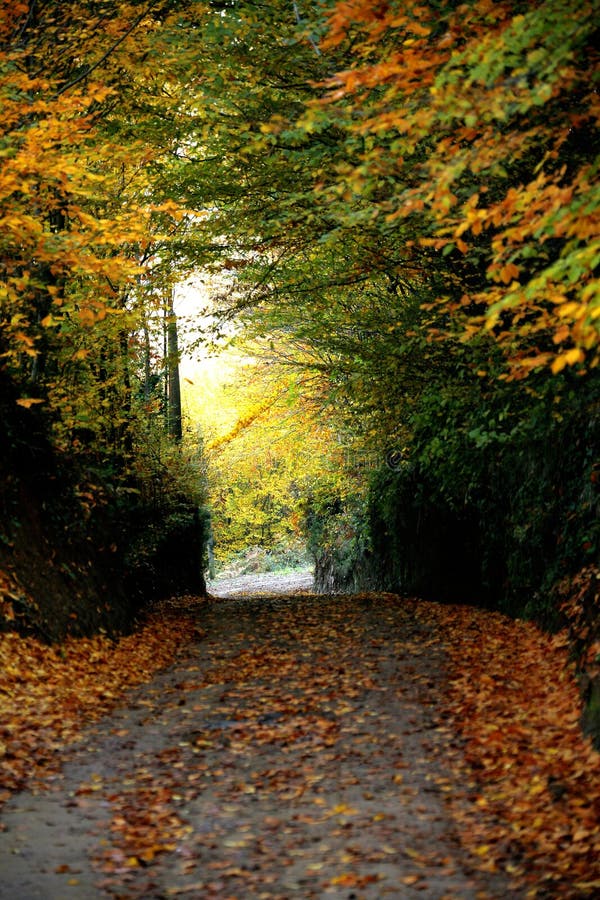 Front Porch in Autumn stock photo. Image of rock, relax - 16595134