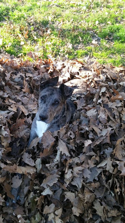 Fall time fun stock image. Image of leave, lancelot, time - 57349279