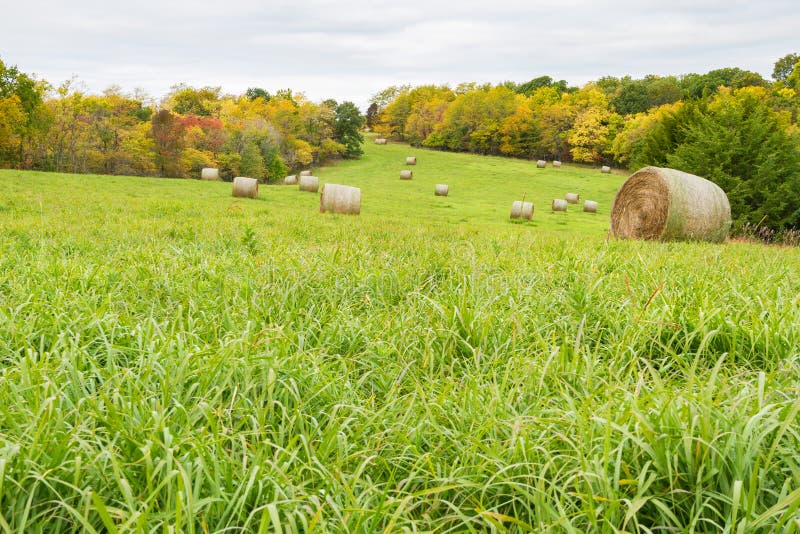 Hay field in the fall stock photo. Image of trees, landscape - 19048470