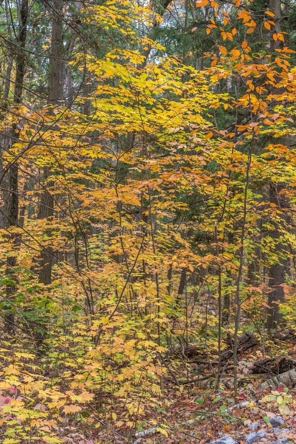 Fall time in park stock image. Image of tree, autumn - 367700527