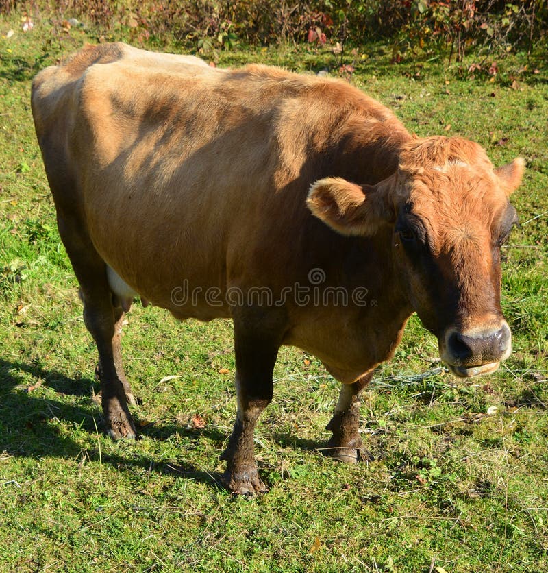 In Fall Time Tan and Beige Cattle Stock Photo - Image of grass, family ...