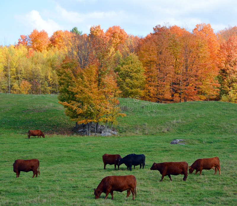 In Fall Time Tan and Beige Cattle Stock Photo - Image of fall, bromont ...