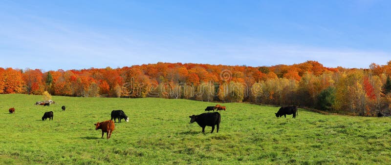 In Fall Time Tan, Black and Beige Cattle Stock Photo - Image of curious ...