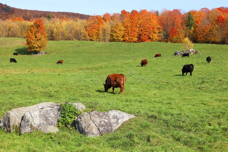 In Fall Time Tan, Black and Beige Cattle Stock Image - Image of animal ...