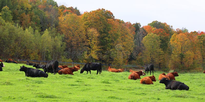 In Fall Tisme Tan, Black and Beige Cattle Stock Image - Image of black ...