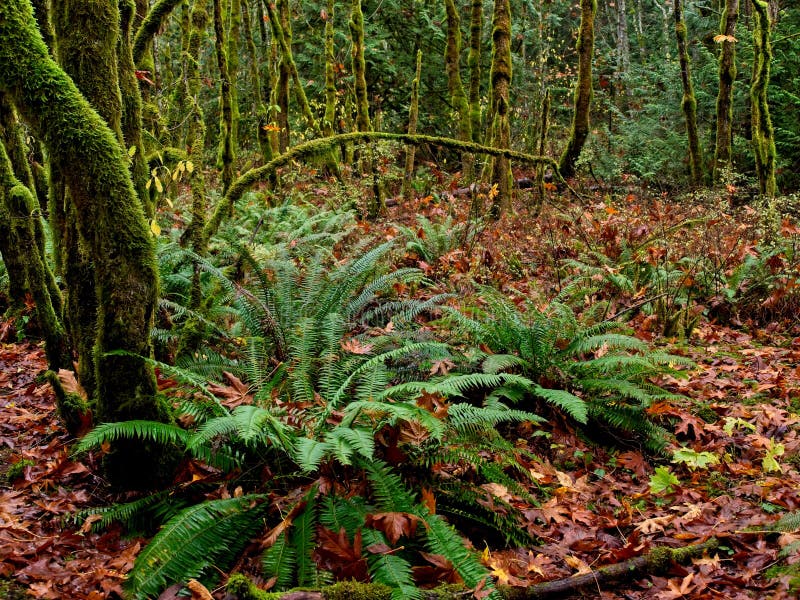 Fall in Tod Inlet, BC stock photo. Image of island, nature - 233283536