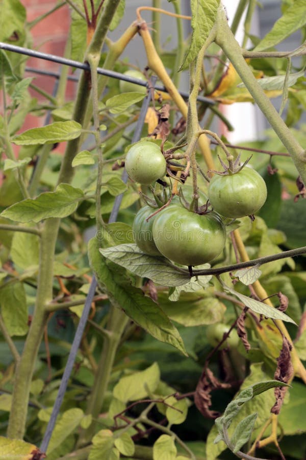Fall Tomato Harvest stock image. Image of leaf, plant - 45402317