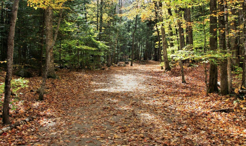 Fall Trail stock photo. Image of fallen, seasonal, landscape - 1363330