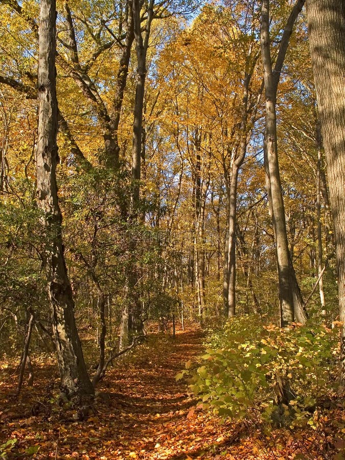 Fall Trail stock photo. Image of autumn, colors, country - 1499992