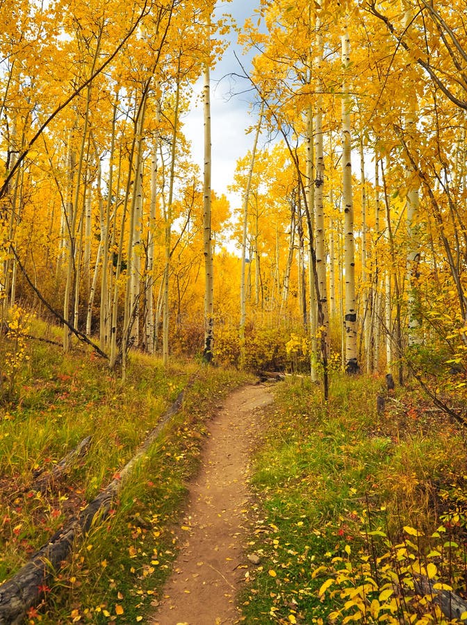 A fall trail stock image. Image of nature, yellow, hole - 29216725