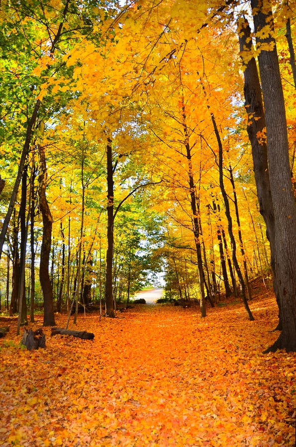 Colorful Fall Trees Line a Country Road in the FingerLakes Stock Photo ...