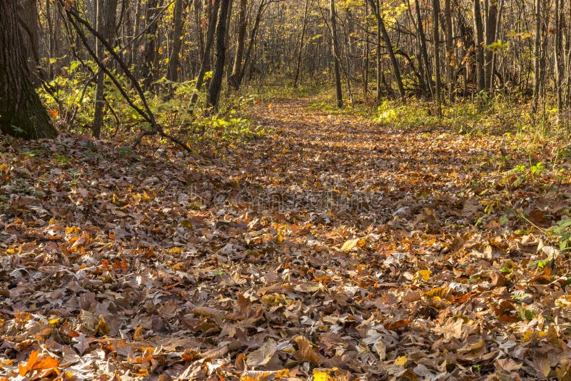 Fall Trail in Woods stock image. Image of fall, scenic - 80859177