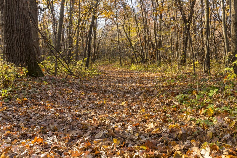 Fall Trail in Woods stock photo. Image of landscape, fall - 80860422