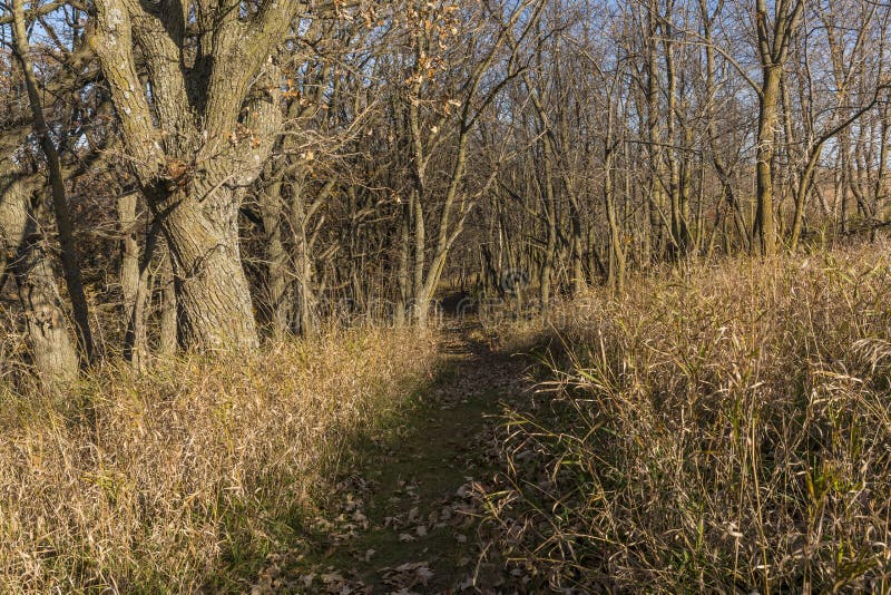 Fall Trail in Woods stock photo. Image of nature, landscape - 80858700