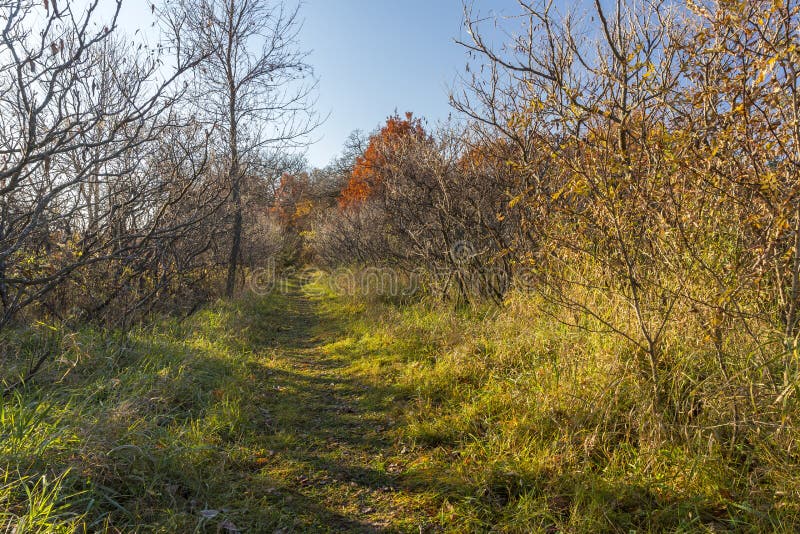 Fall Trail in Woods stock photo. Image of green, leaves - 80859498