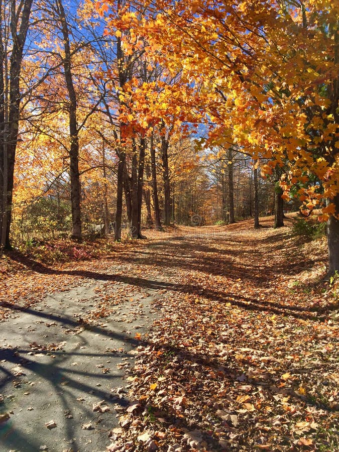Fall path stock image. Image of trees, road, leaves - 118358737