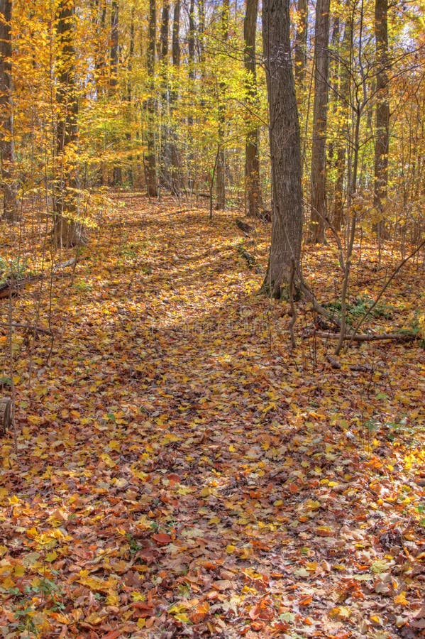 Fall Trail in the Woods stock image. Image of path, outdoors - 36371797