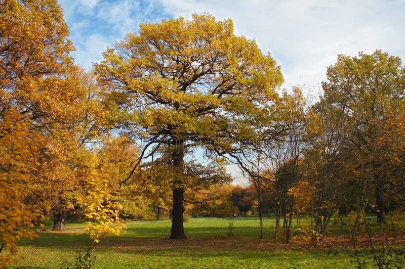 Fall tree 1 stock photo. Image of fall, bush, branches - 1362806