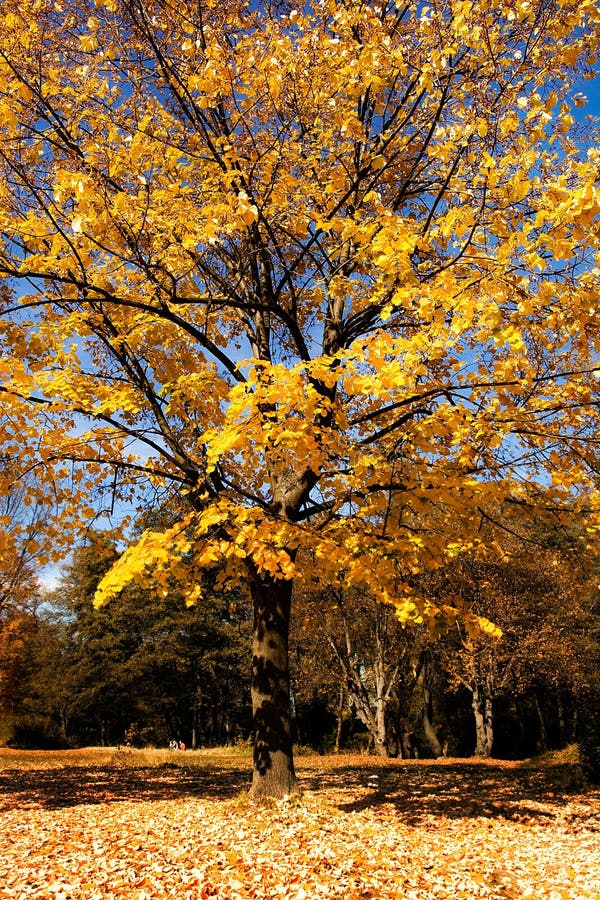Fall tree stock photo. Image of backdrop, field, autumn - 16654102