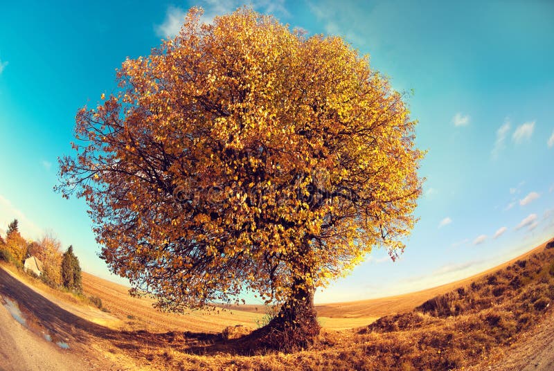 Fall tree stock image. Image of place, warm, space, season - 21540589