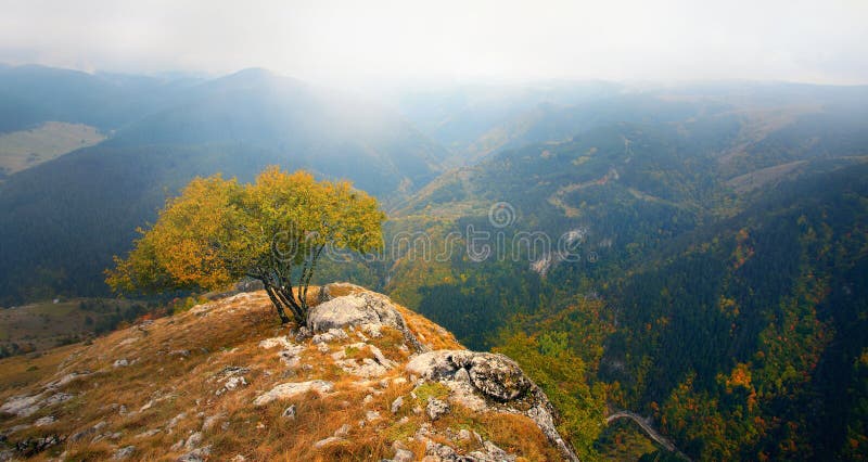 Fall tree stock image. Image of horizon, beauty, color - 21710443