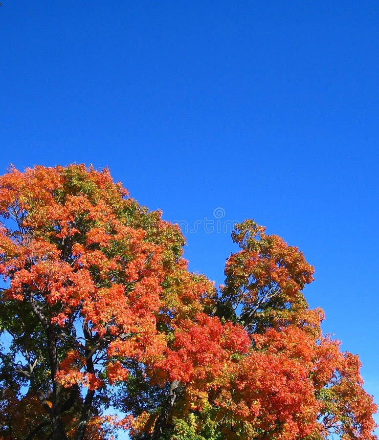 Fall Tree stock image. Image of foliage, leaves, colorful - 31901