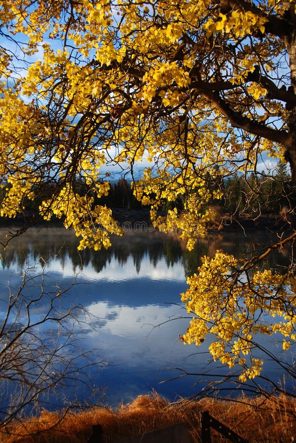Fall tree stock photo. Image of peaceful, autumn, clouds - 3410458