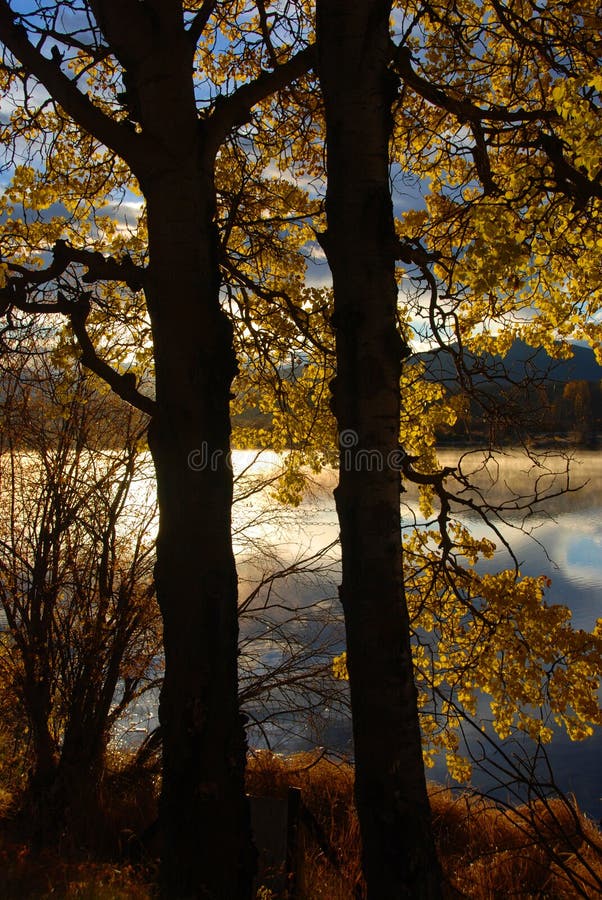 Fall tree stock photo. Image of fall, peace, autumn, peaceful - 3410500