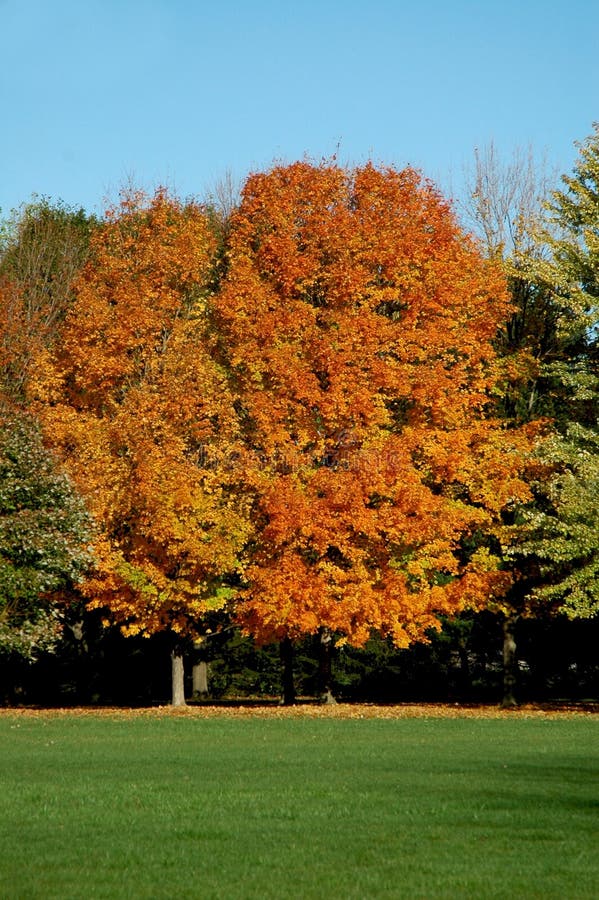 Red Fall Colors Tree and White Garden Picket Fence Stock Image - Image ...