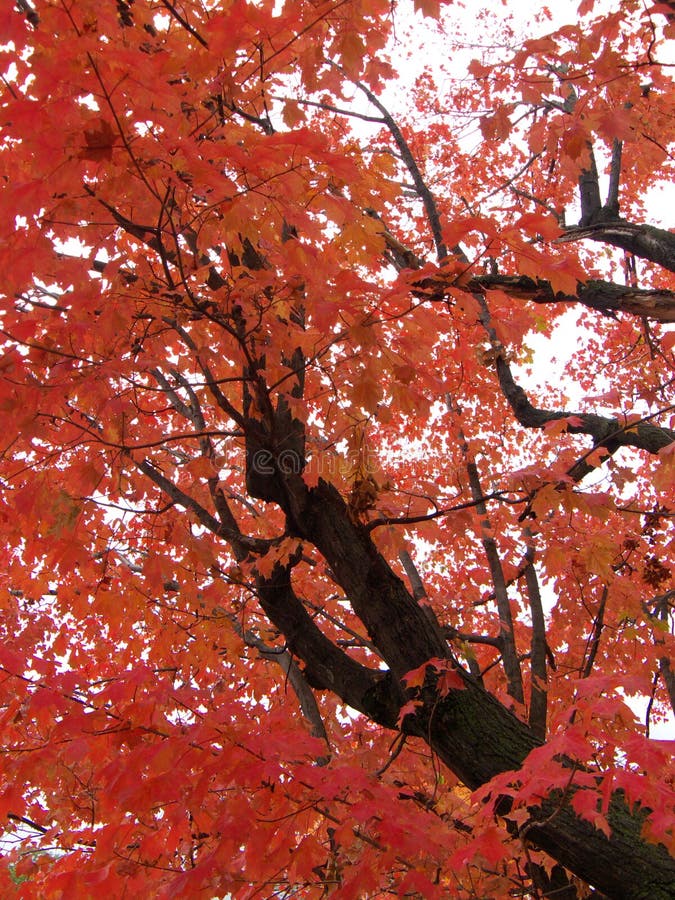 Fall tree stock photo. Image of leaves, autumn, seasons - 3568628