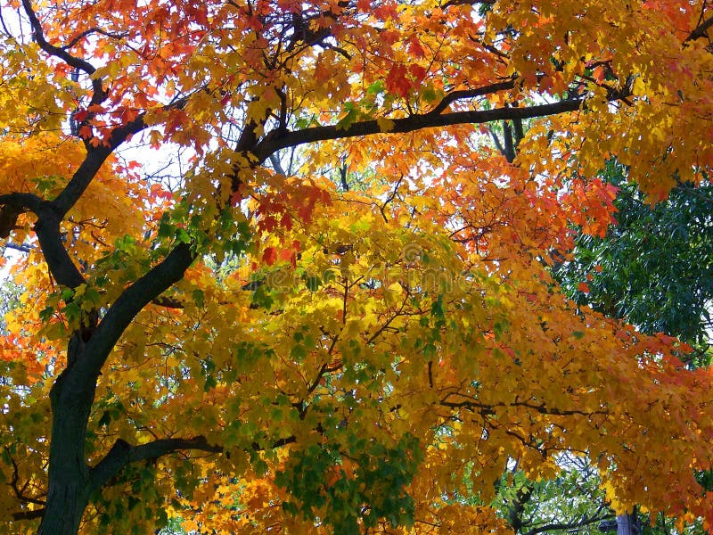 Fall Tree stock photo. Image of bark, tree, colors, beauty - 6455908