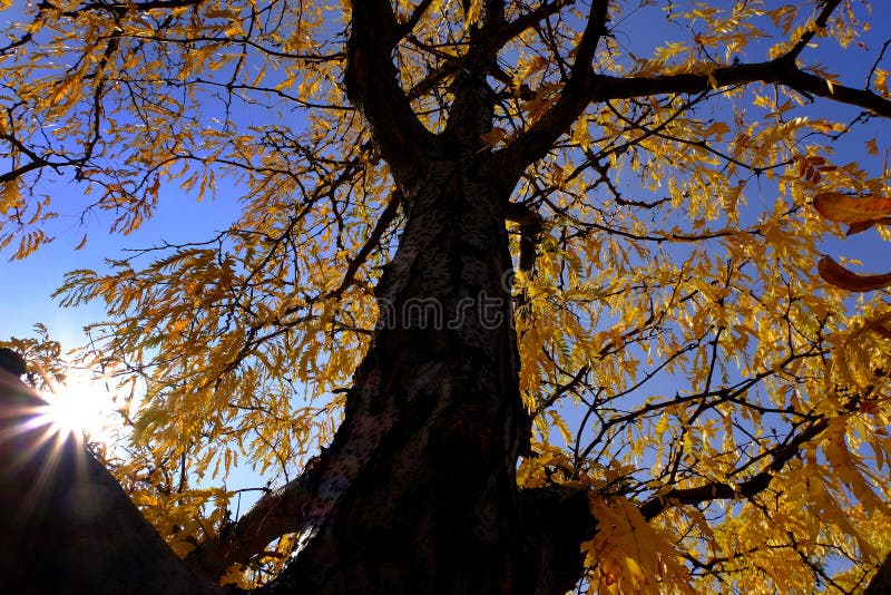 Fall Tree Blue Sky and Sunstar Sunshine Autumn Stock Photo - Image of ...