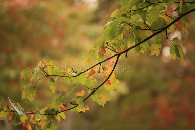 Fall tree branch stock image. Image of autumn, leaf, landscape - 43950761