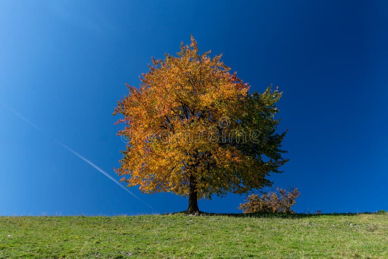 Fall tree stock image. Image of fall, pasture, clear - 39466619