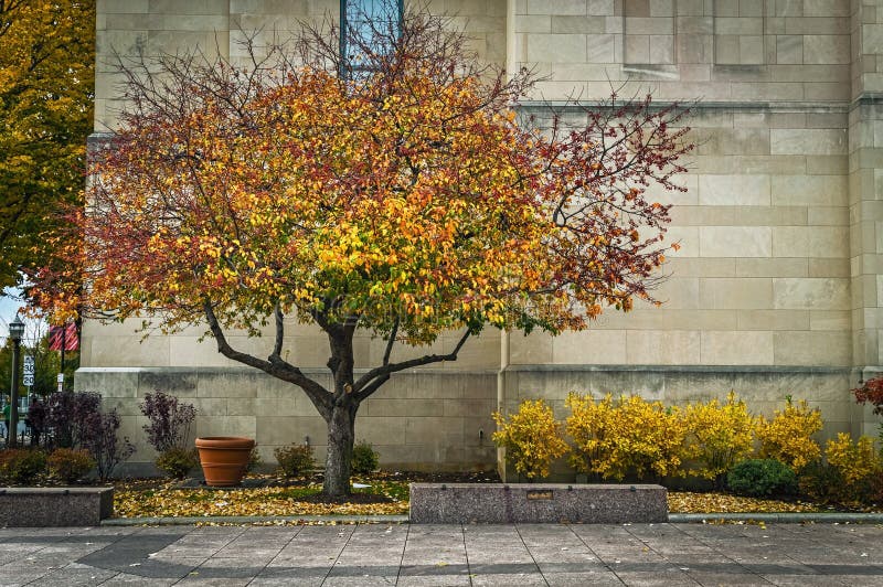 A Fall Tree stock photo. Image of foliage, building, colors - 50903076