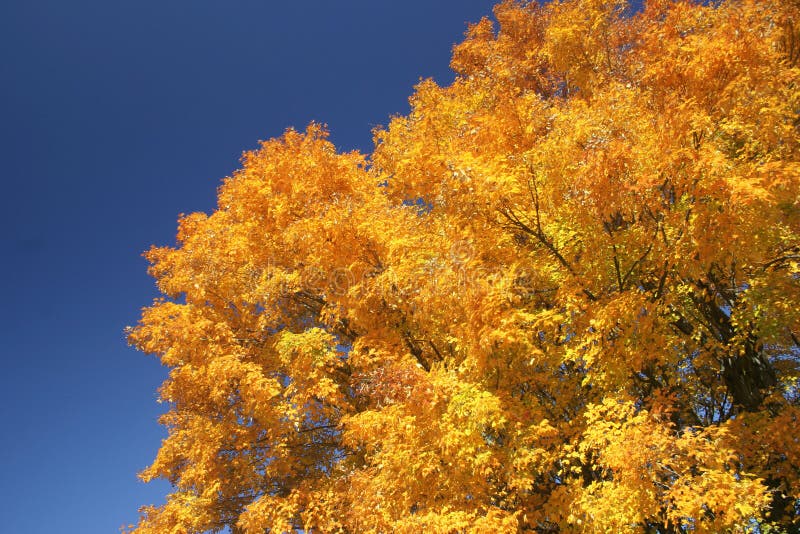 Trees During Fall Picture. Image: 109912600
