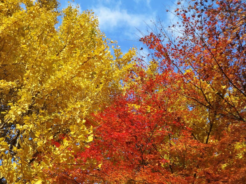 Fall tree colors in Japan stock photo. Image of autumn - 110161722