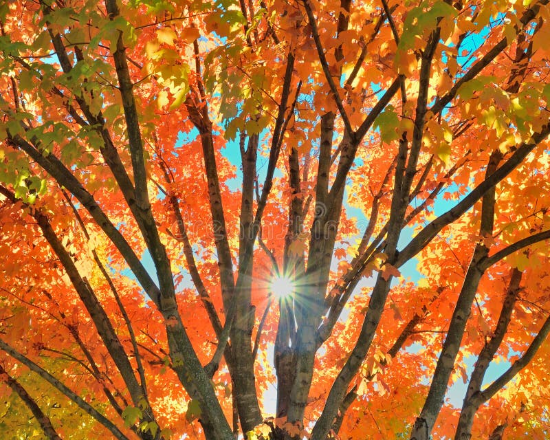 Fall Tree Colors stock image. Image of natural, leaf - 46216747
