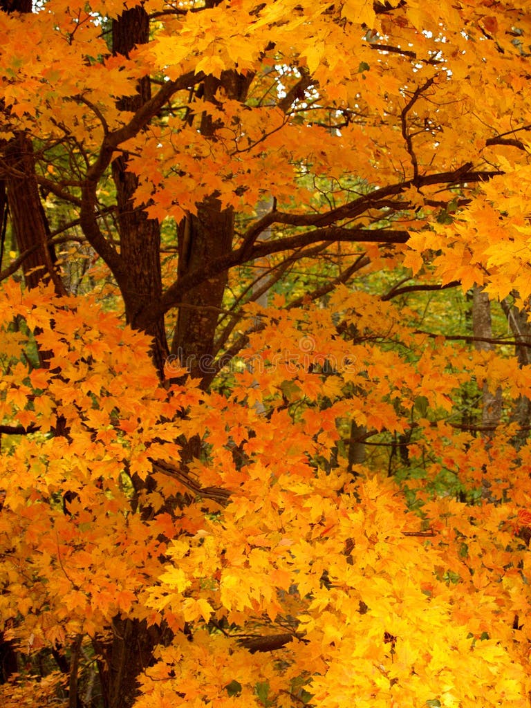 1,520 Tree 5 Branches Stock Photos - Free & Royalty-Free Stock Photos ...