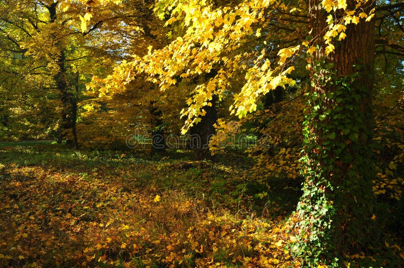 Fall tree foliage stock image. Image of colorful, colors - 78735985