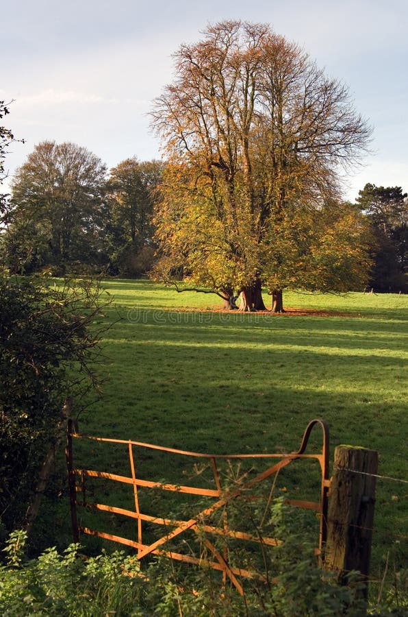 Fall Tree and gate stock image. Image of green, hedge - 1333077