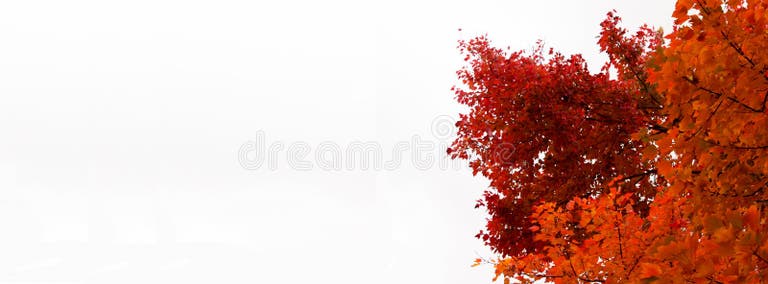 Fall Tree Header - Intensely Colored Orange and Red Leaves Stock Image ...
