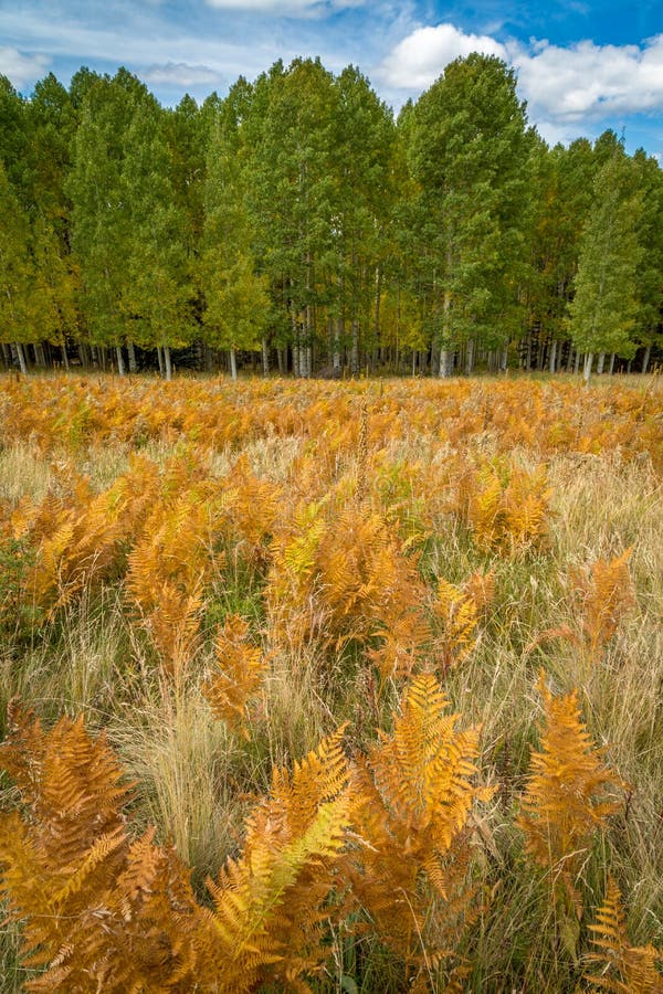 Fall tree landscapes stock image. Image of pond, desert - 60130129