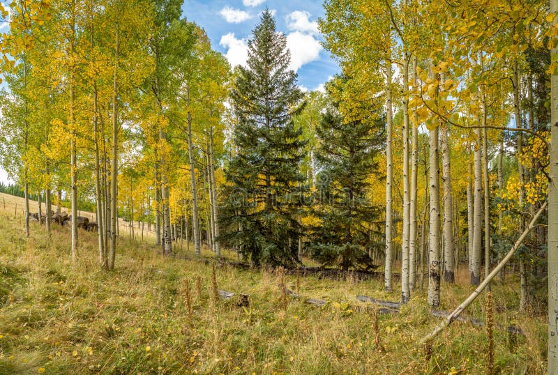 Fall tree landscapes stock photo. Image of hiking, head - 60130320