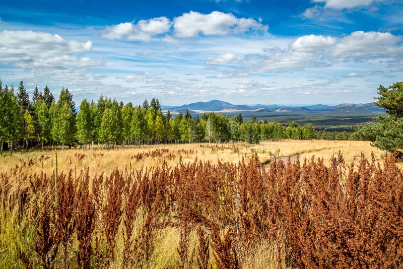Fall tree landscapes stock photo. Image of amazing, aspens - 60130942
