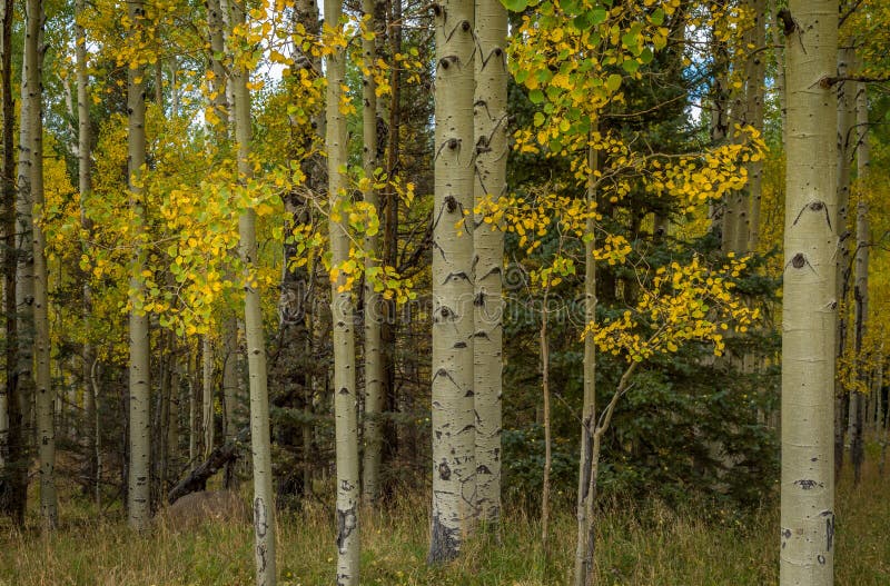 Fall tree landscapes stock image. Image of arizona, lake - 60131189